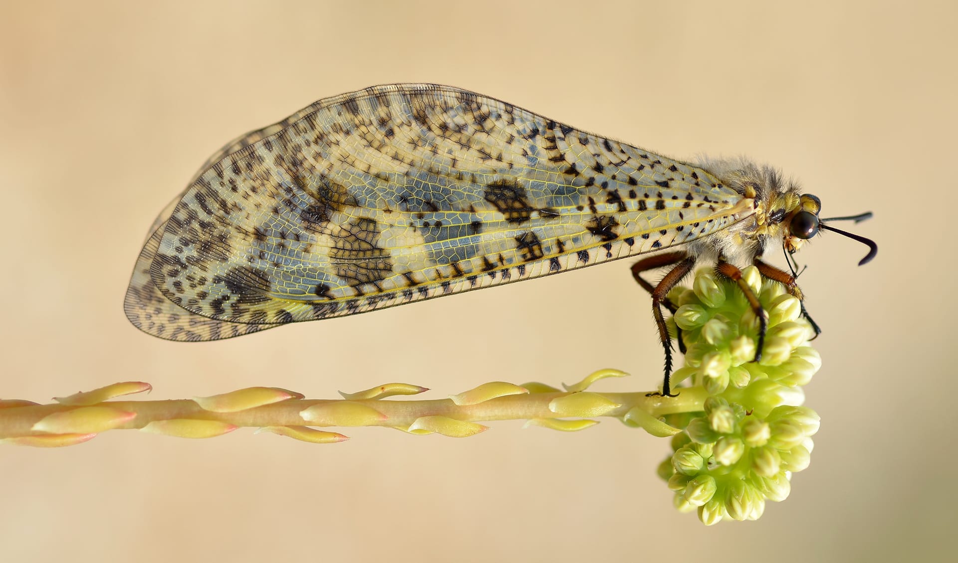 Neuroptera - Lacewings, antlions & allies: facts, distribution & population | BioDB